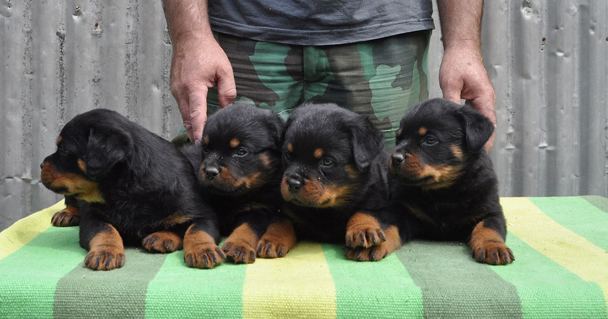 Rottweiler puppies for sale | Black Summit | Rottweiler Breeder Europe