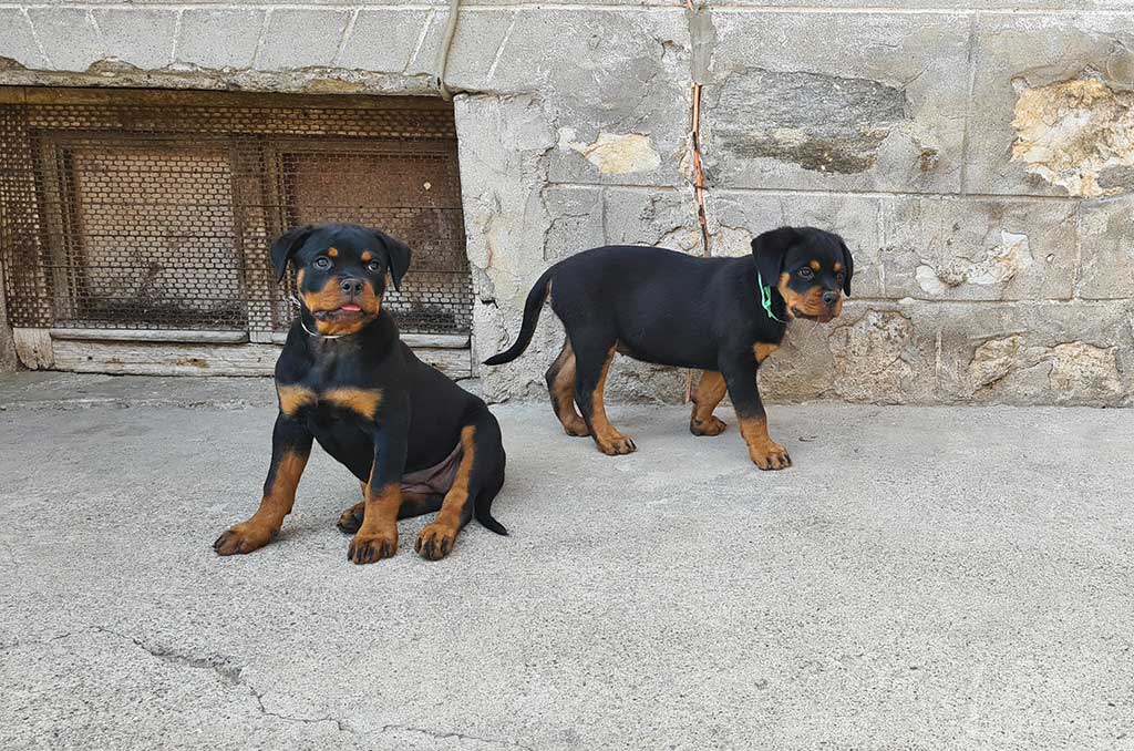Rottweiler puppy for sale - Europe - Litter G