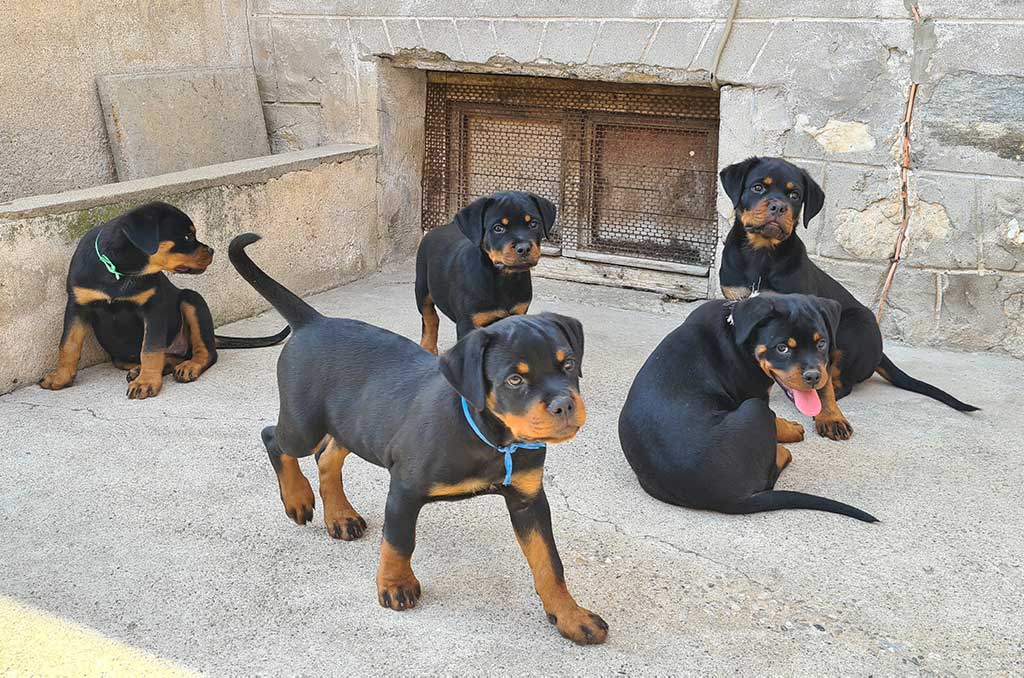 Rottweiler puppy for sale - Europe - Litter G