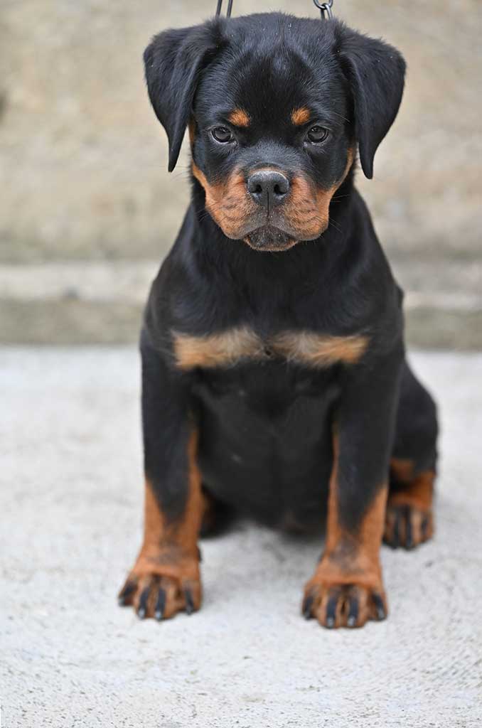 Rottweiler puppy for sale - Europe - Litter G