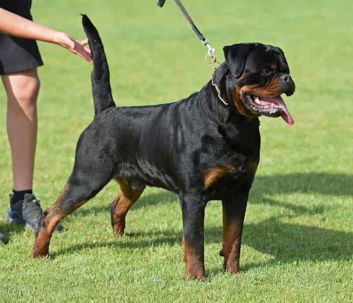 Rottweiler puppy for sale - Europe - Litter G