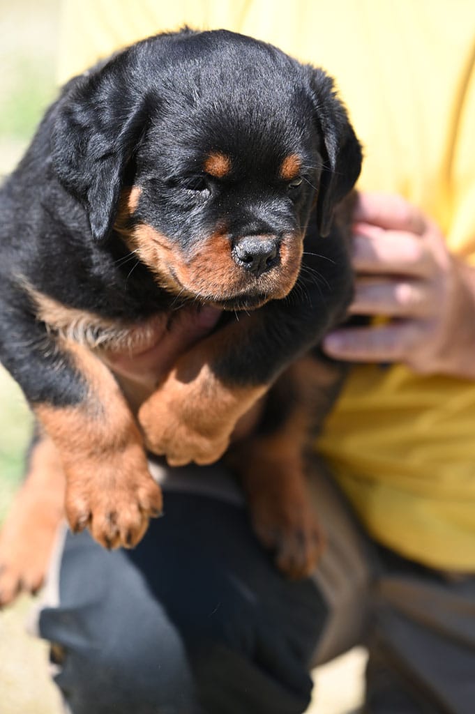 Rottweiler puppy for sale - litter H | Black Summit