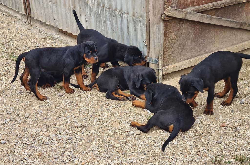 Štene rotvajlera na prodaju - I leglo | Black Summit