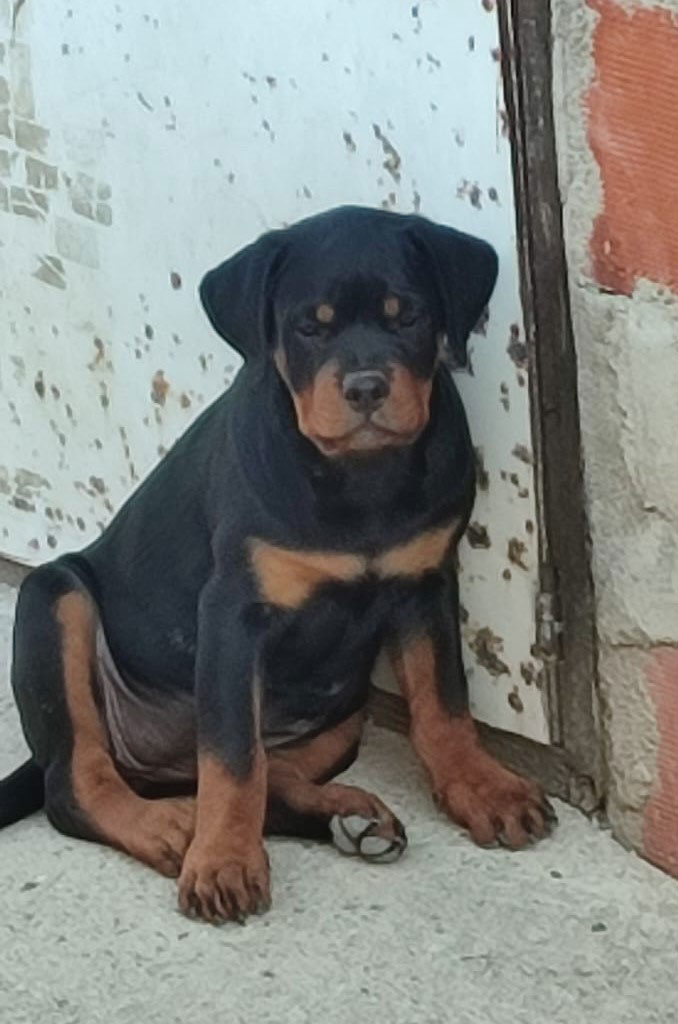 Štene rotvajlera na prodaju - I leglo | Black Summit